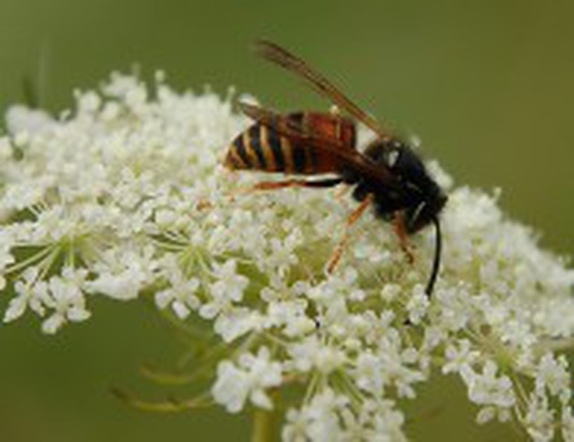 Bzzz! Puola vapsvos ir širšės! - Mažylis - Mamyčių klubas